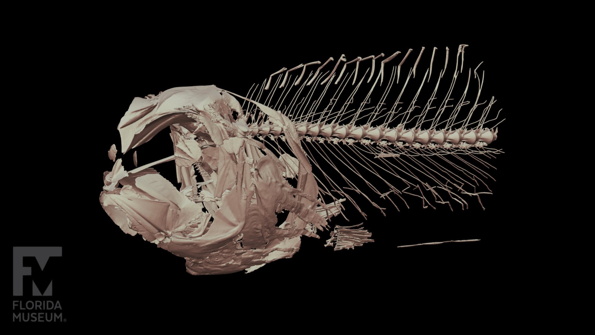 Stout blacksmelt - Marine Fish - 3D model by FloridaMuseum [768b31e ...