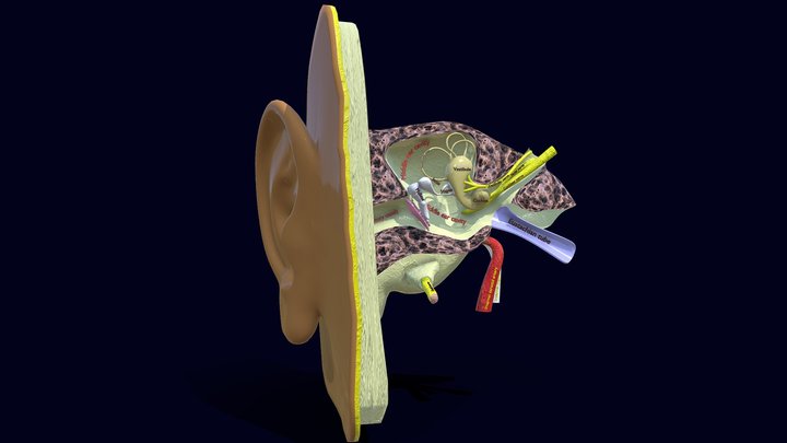 Pinna 3D models - Sketchfab