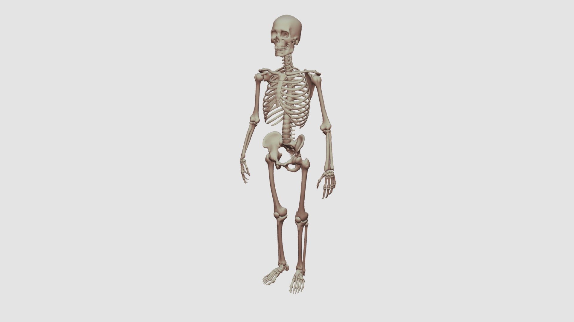 Skeleton - 3D model by jjrob114 [7691a9c] - Sketchfab
