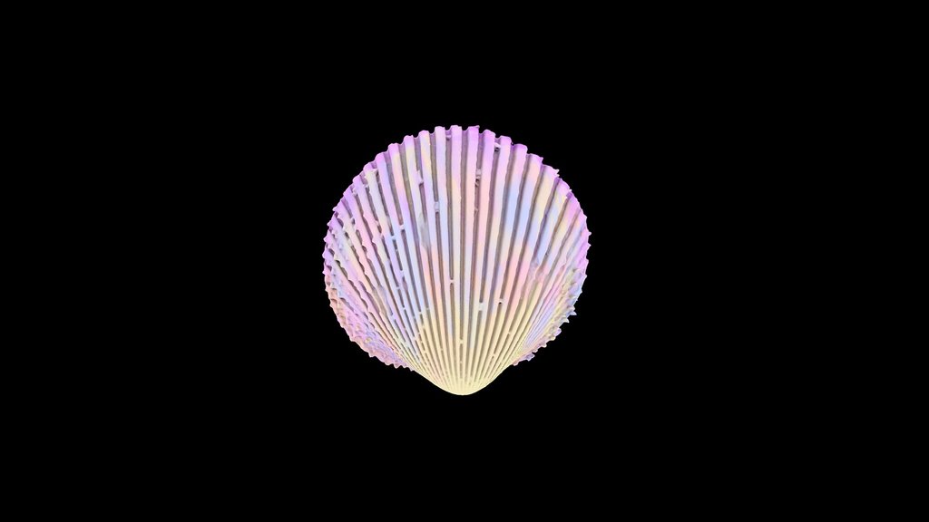 seashells - A 3D model collection by Huanart - Sketchfab