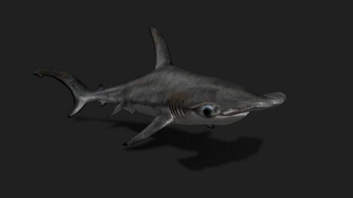 Shark 3D models - Sketchfab