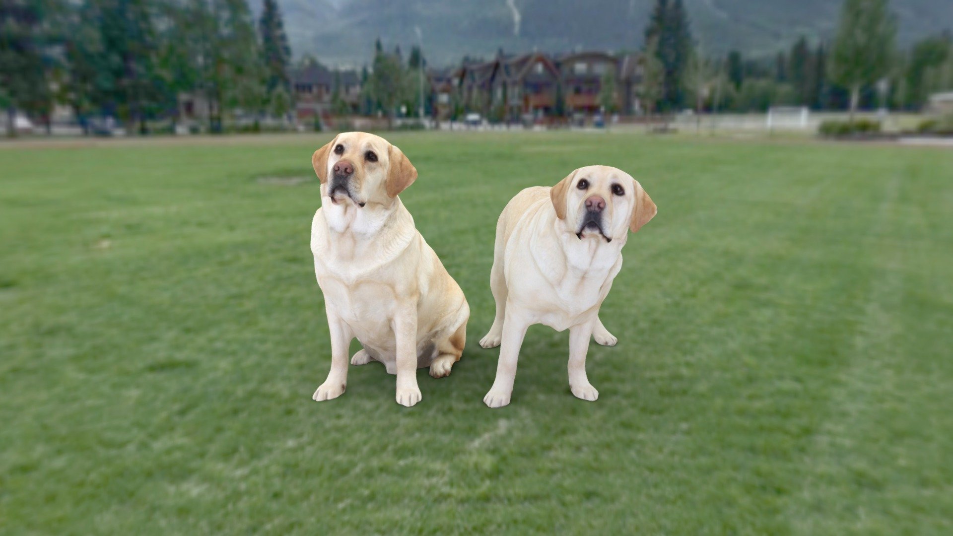Lou Sitting & Standing - Yellow Lab - 3D model by GravityB [76959c6 ...