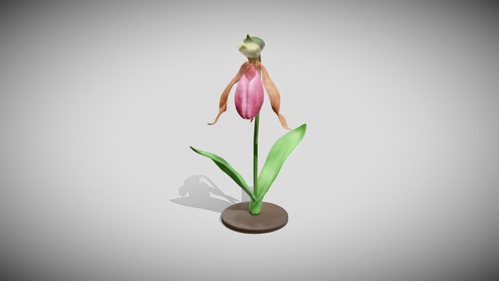 Orchid 3D models - Sketchfab
