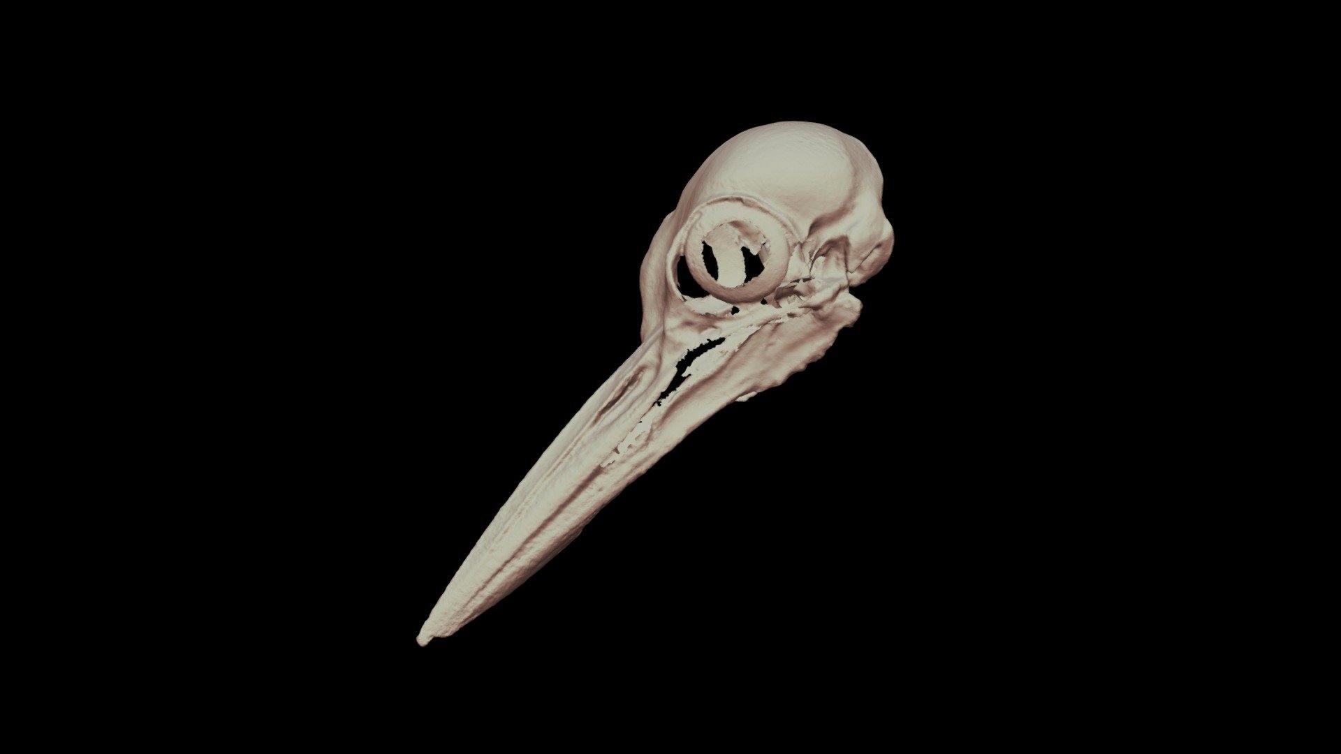 Bird Skull - 3D model by tomomahoney [76a1f28] - Sketchfab