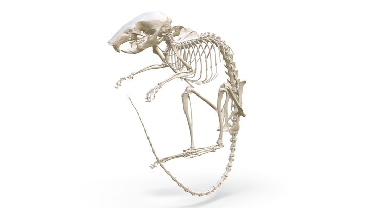 X-ray-microtomography 3D models - Sketchfab