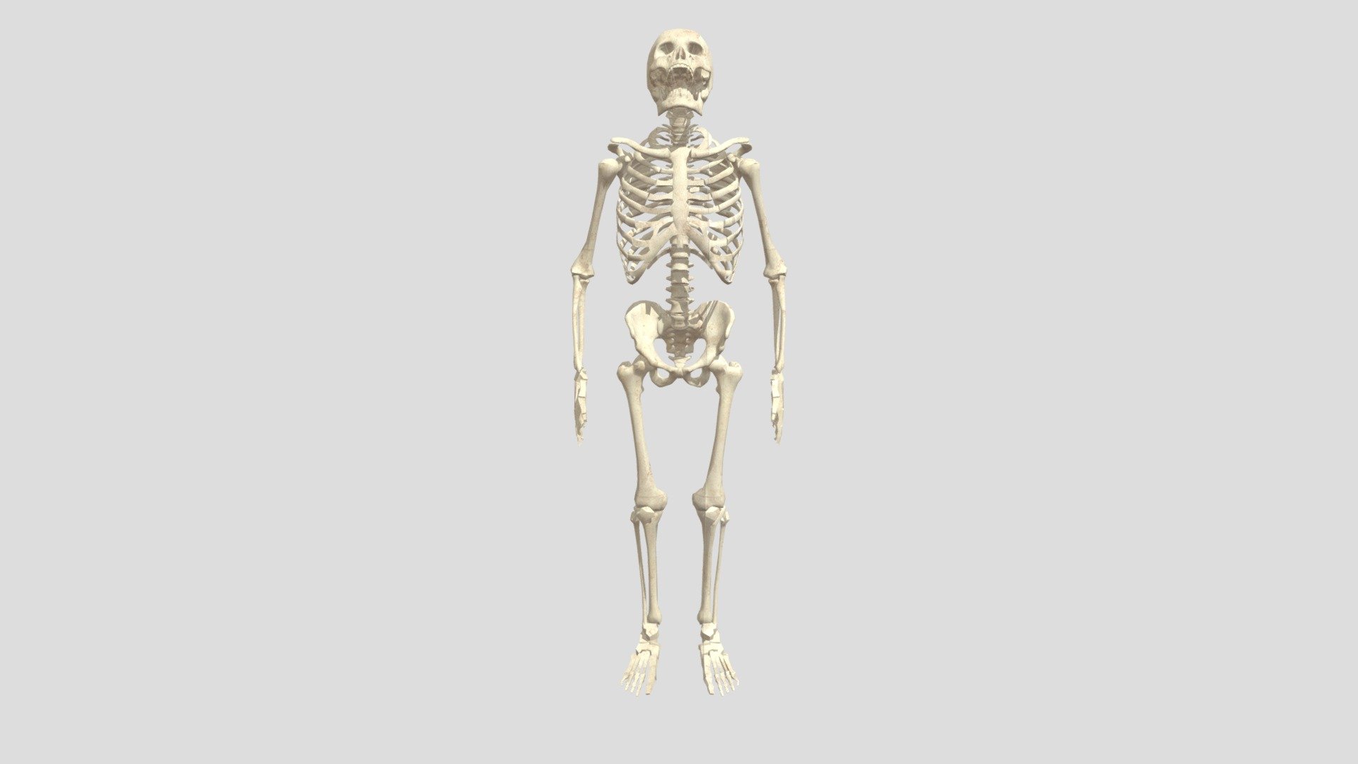 FULL SKELETON - 3D model by psychopete [76a63c3] - Sketchfab