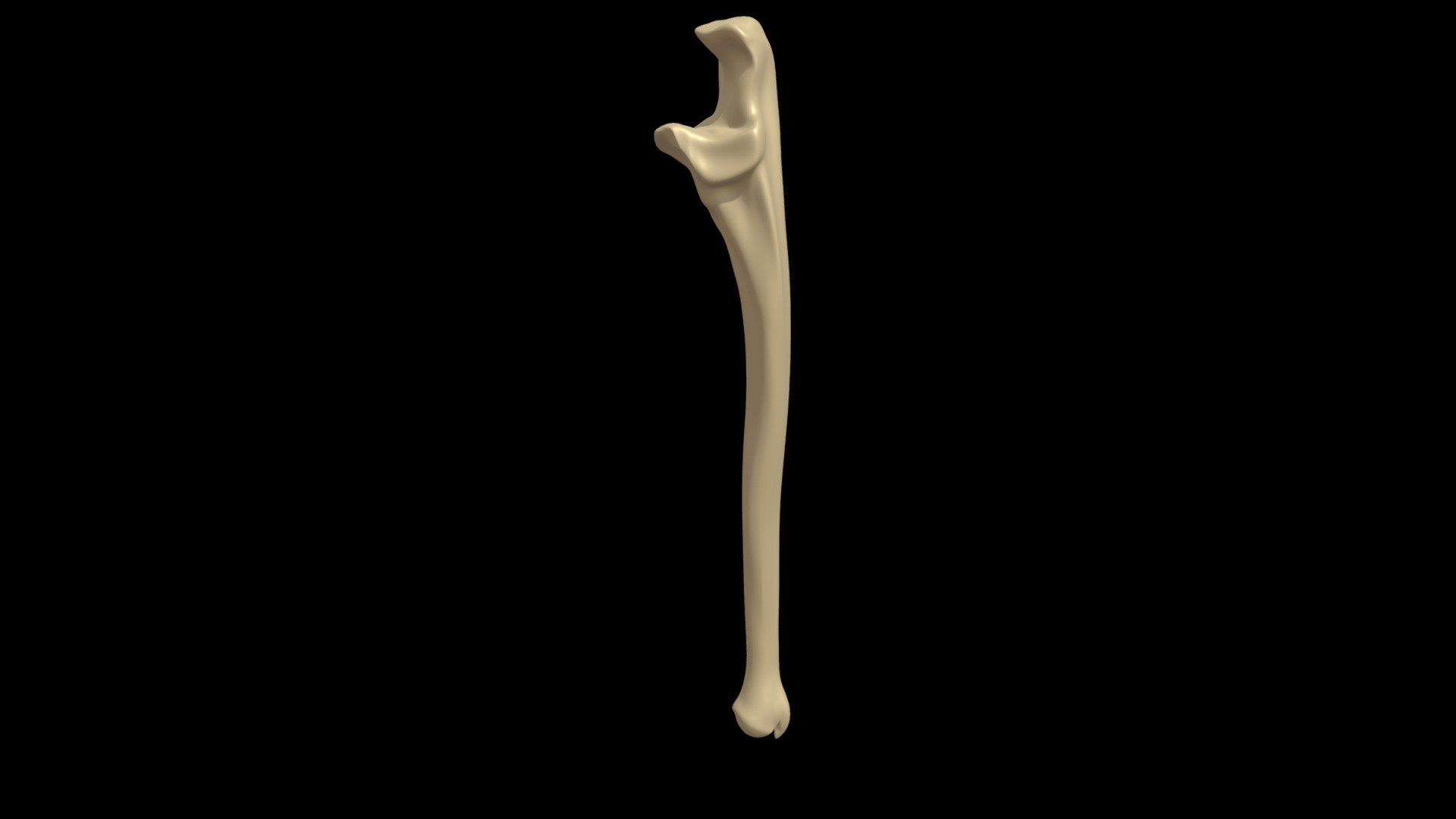 Ulnar - 3D model by Decem944 [76aba2e] - Sketchfab