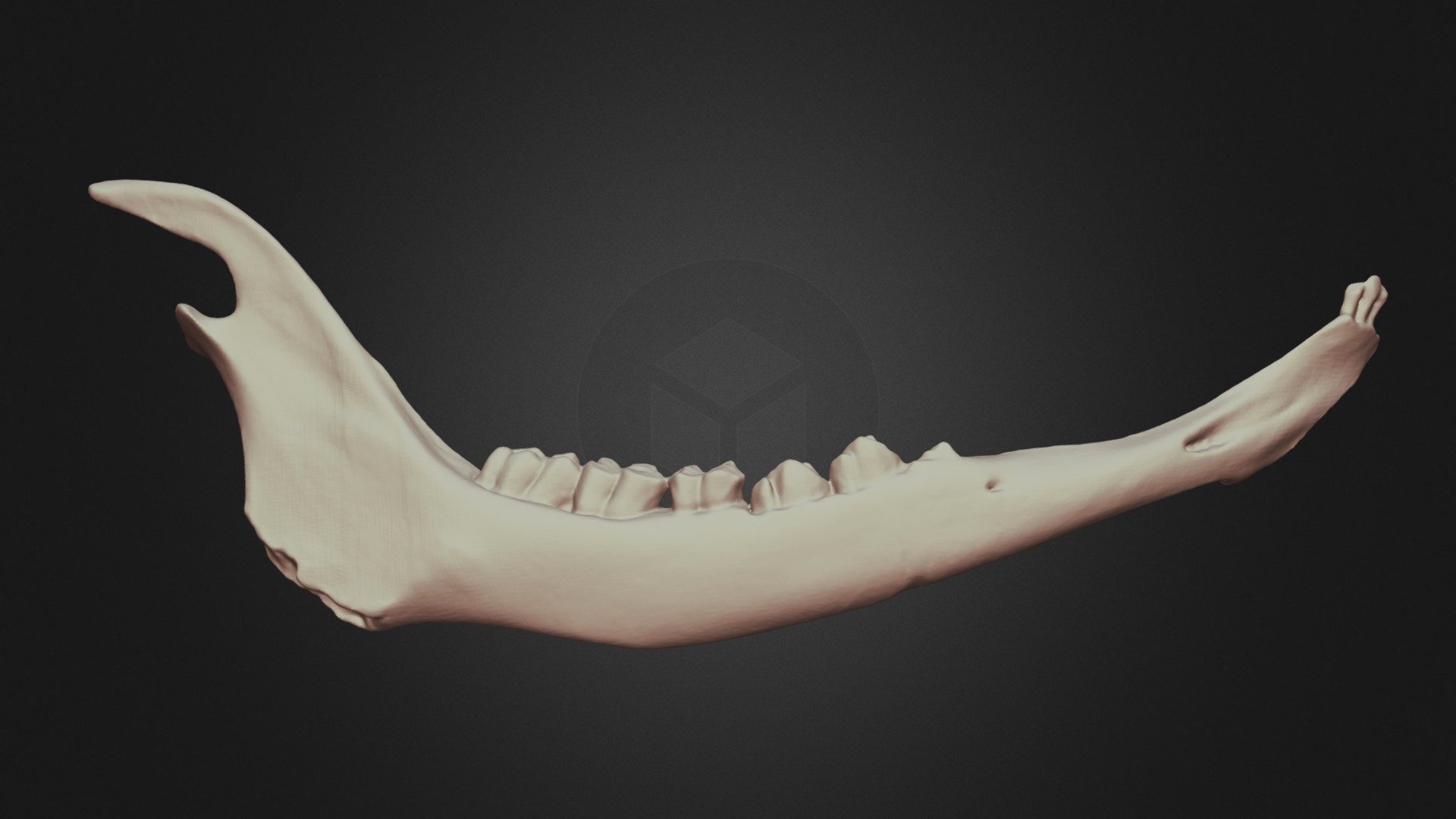 Rangifer tarandus Right Mandible - 3D model by Lakehead Anthropology ...