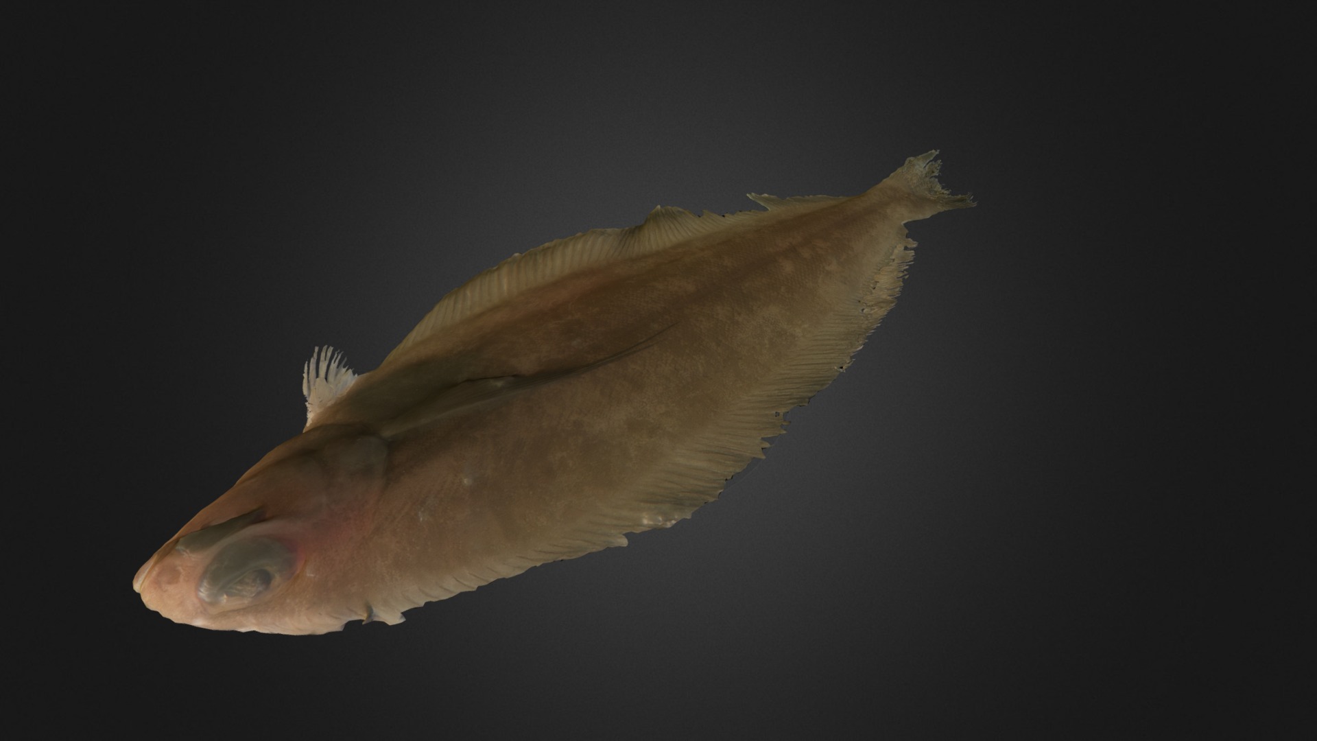 Rex sole - 3D model by Amy Scott-Murray (@amyscottmurray) [76b3309 ...
