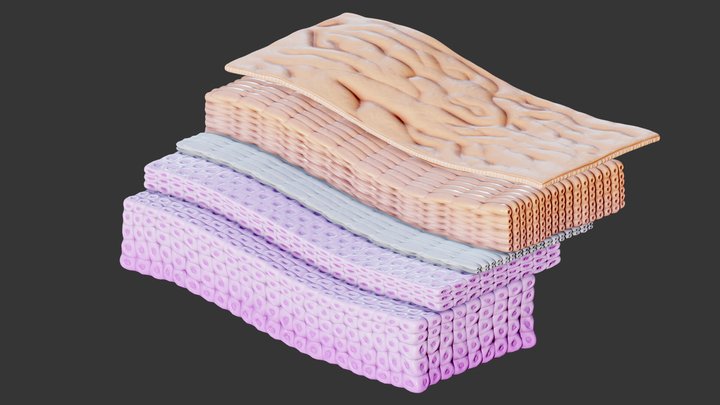 Epidermis 3D models - Sketchfab