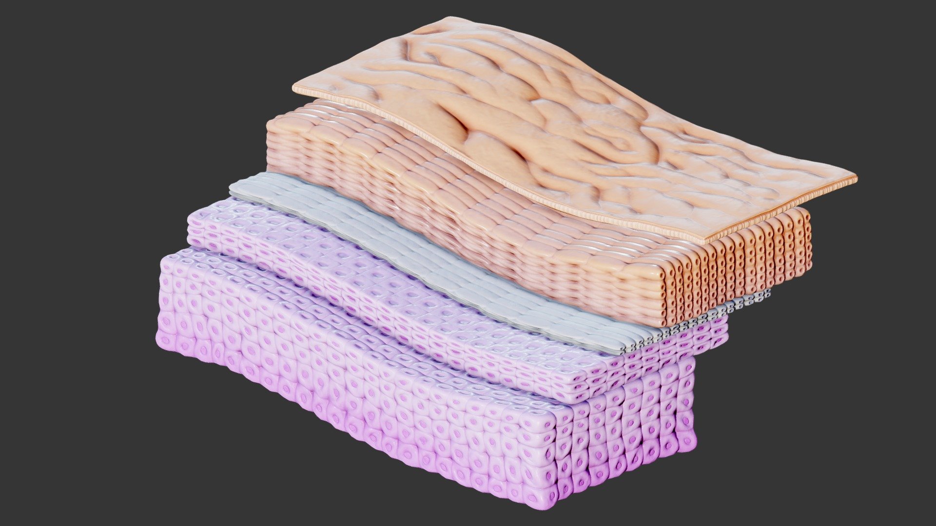 Epidermis Cross Section - Buy Royalty Free 3D model by zames1992 [76b89ce] - Sketchfab Store