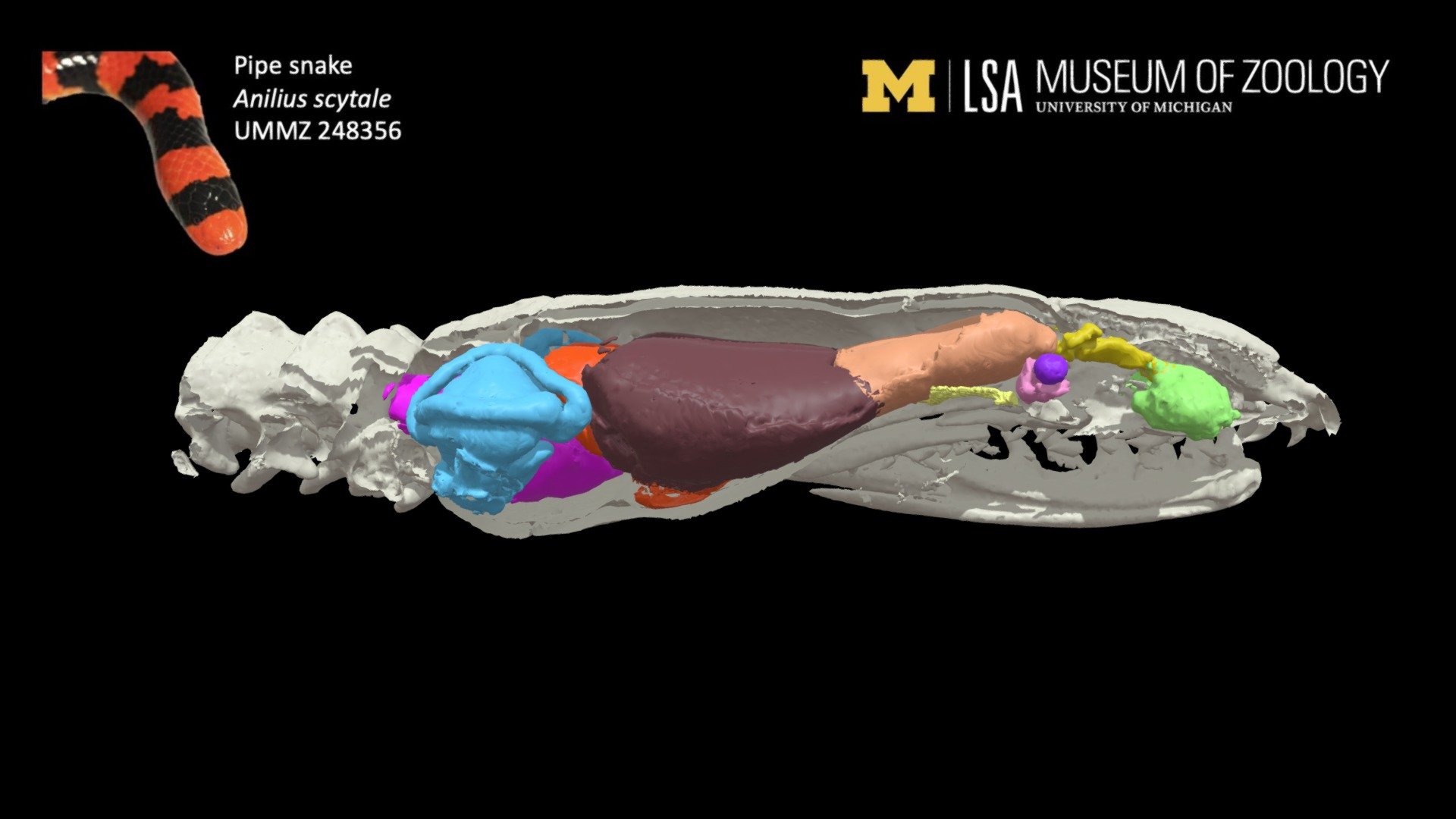 Pipe snake skull & sensory organs - 3D model by Michigan Herpetology ...