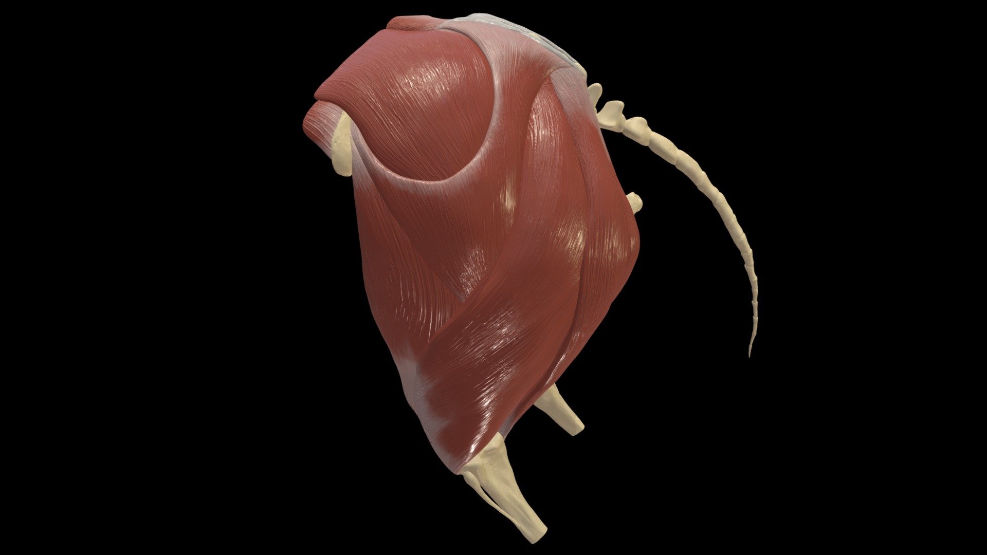 Muscles of the Equine Sacroiliac Region - 3D model by ERC [76c4b64 ...