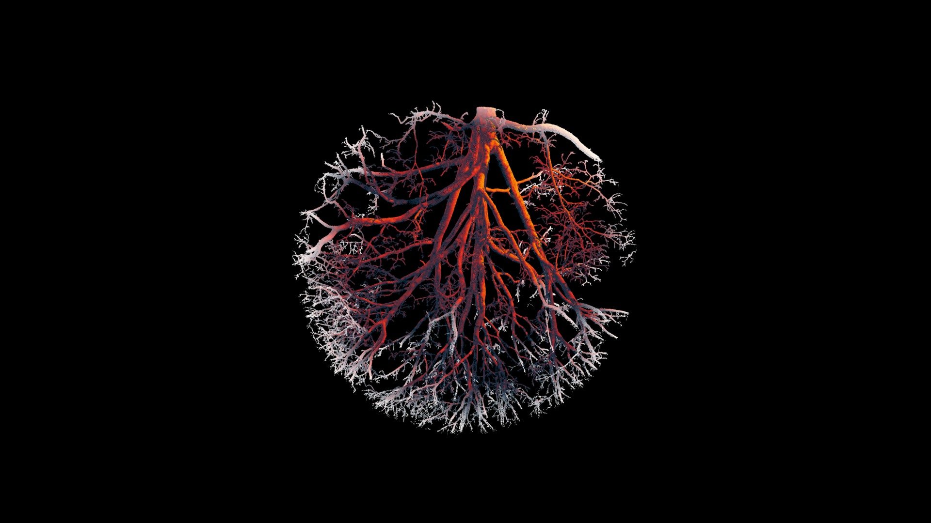 Ash-tronomical Veins - 3D model by Q-ForestLab (Ghent University) (@CAVElab_UGent) [76d1314 ...