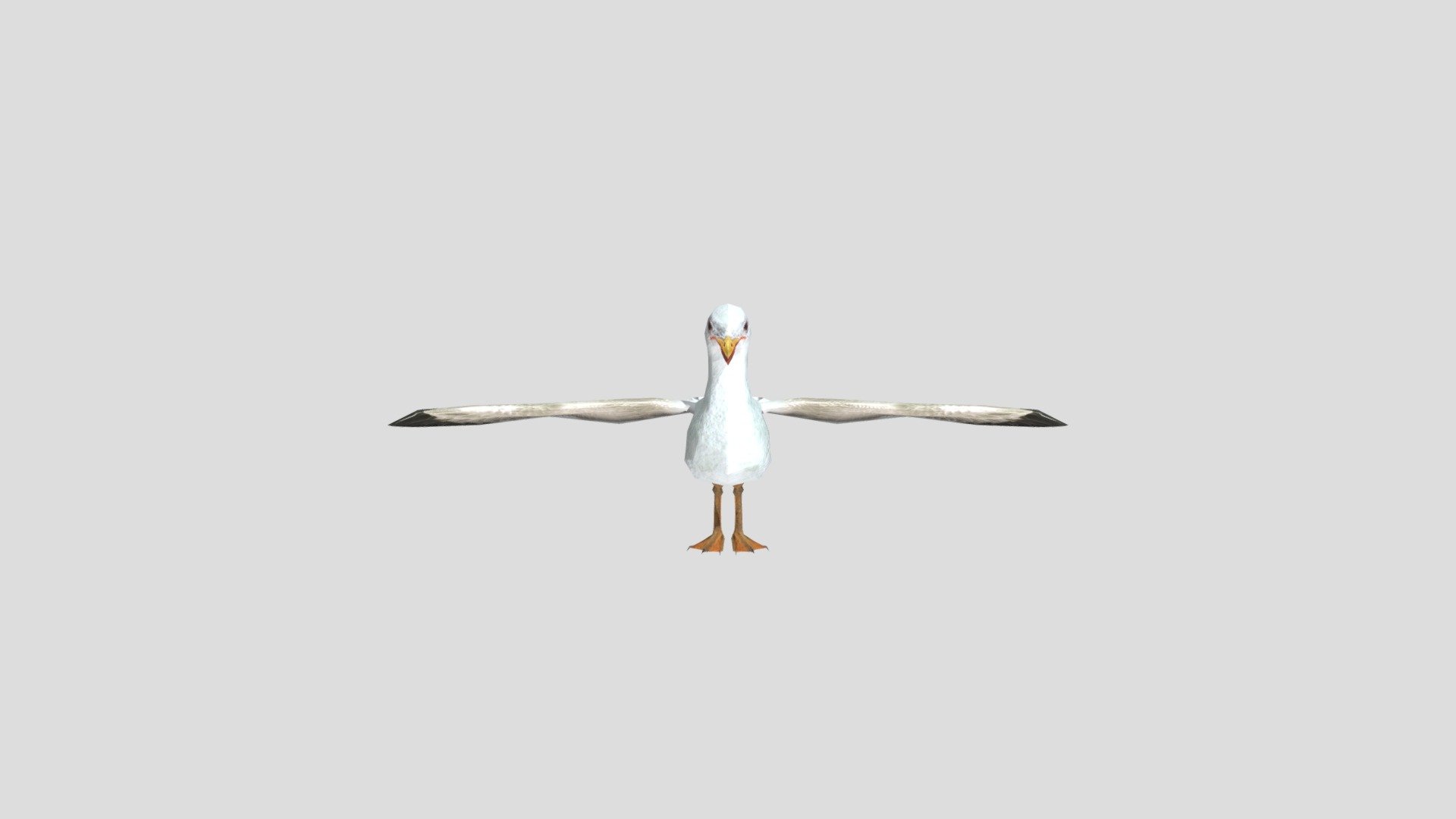Seagull - Buy Royalty Free 3D model by infinity3d (@ayoubatigui33 ...
