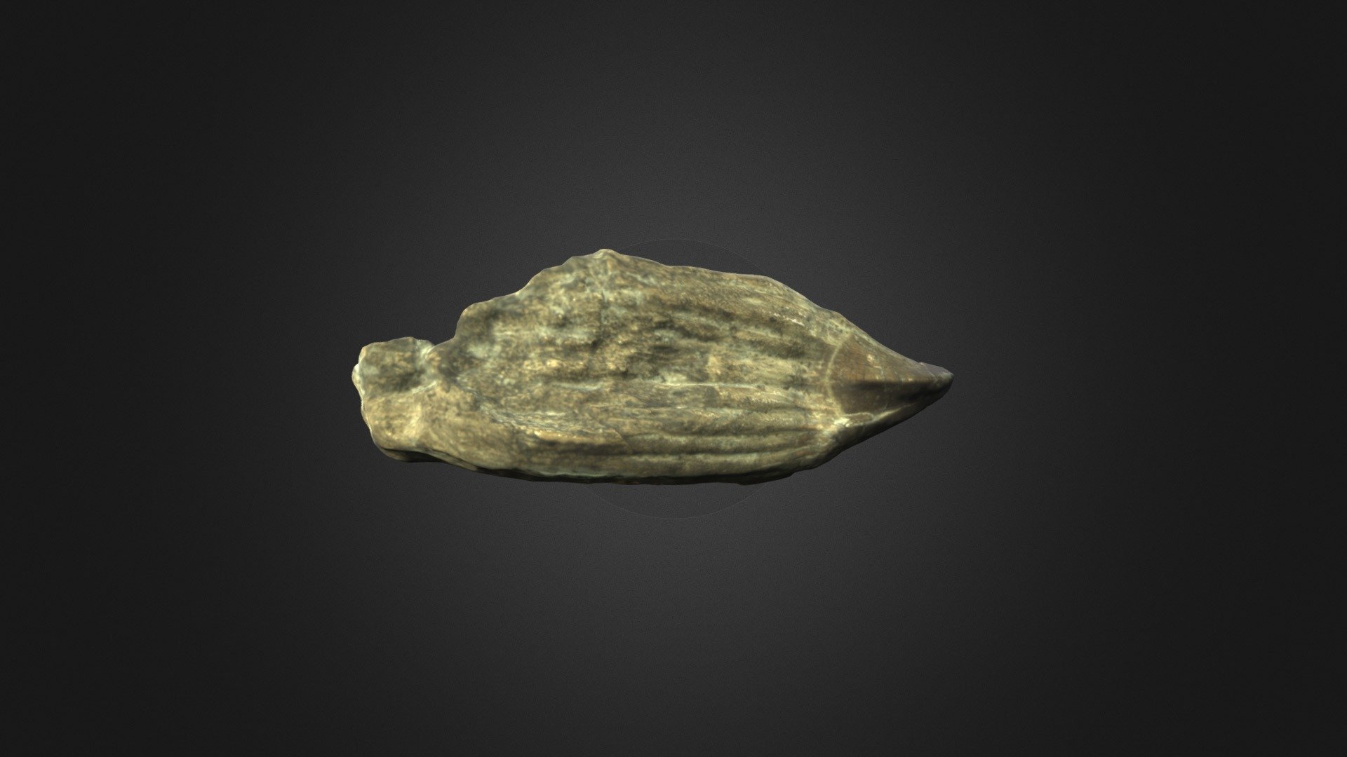 Ichthyosaur Tooth - 3D model by BaCH [76db7da] - Sketchfab