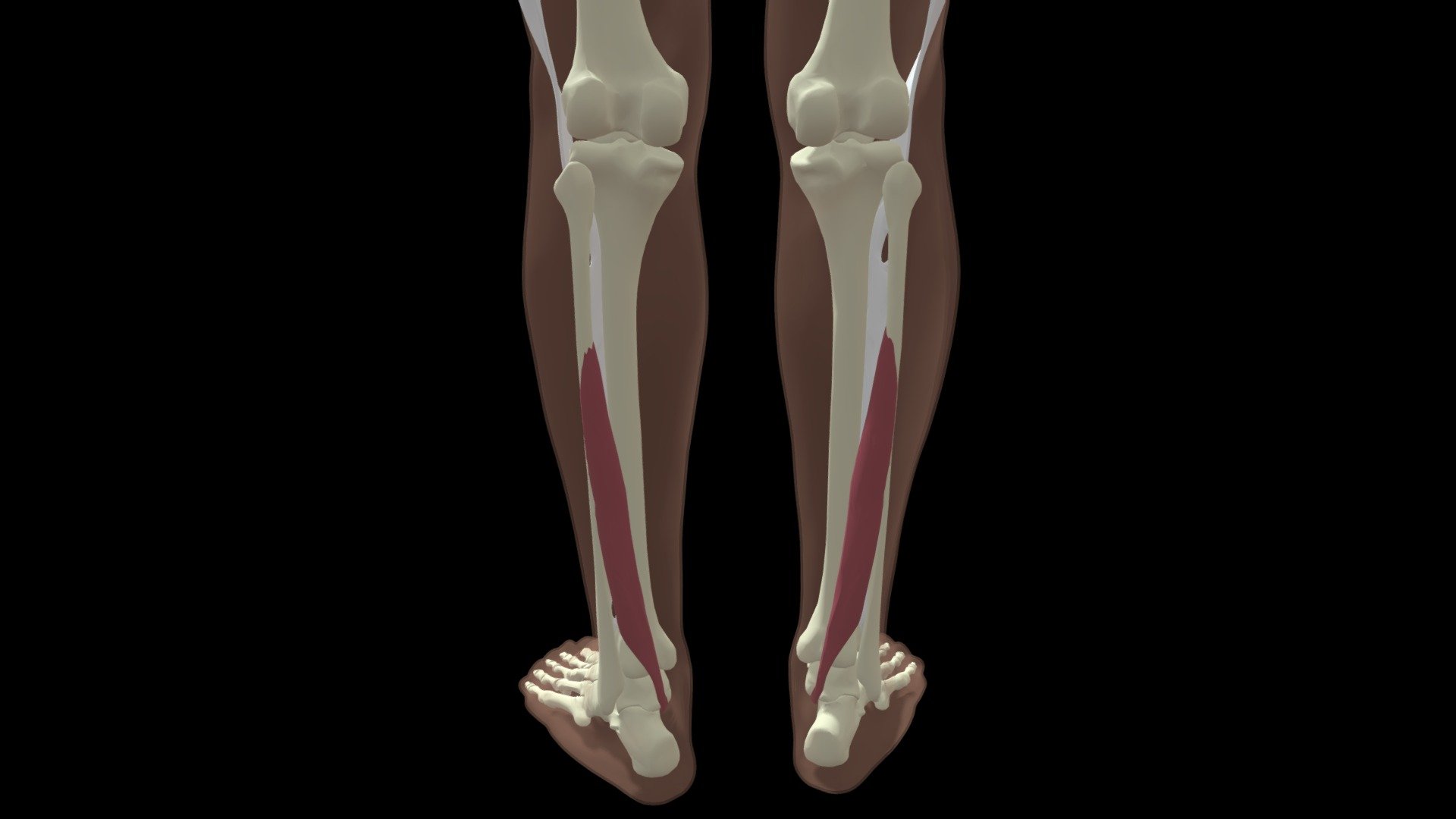 Flexor Hallucis Longus - Download Free 3D model by UMich Anatomy ...