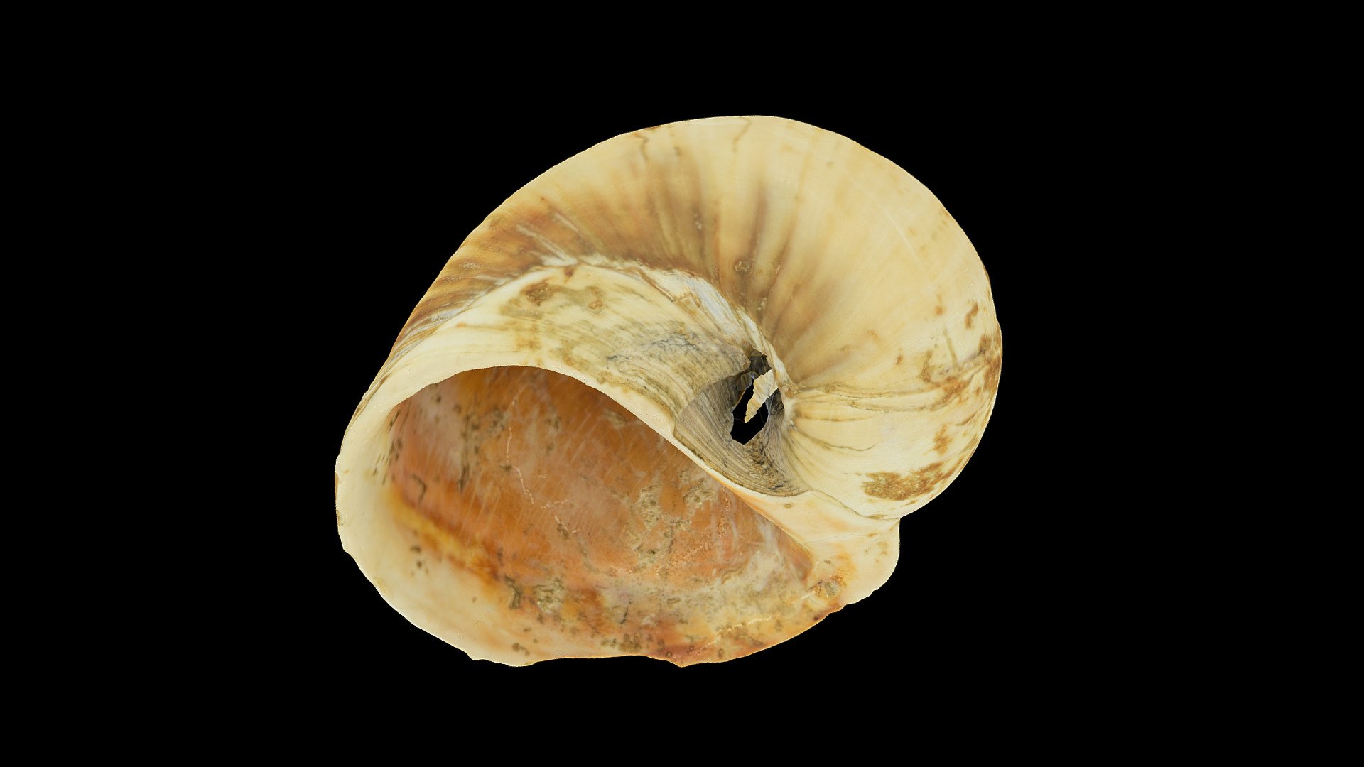 Mollusque Gasteropode Natica - Download Free 3D model by LPG-3D ...