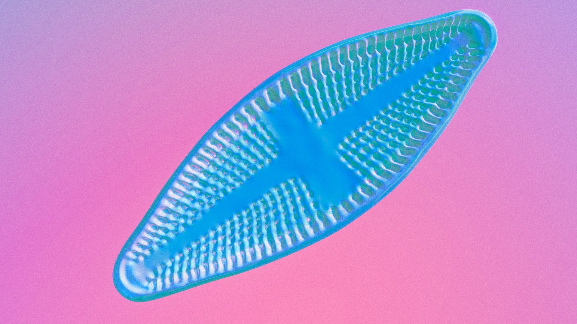 Navicular Diatom - Buy Royalty Free 3D model by PARSONSARTS ...
