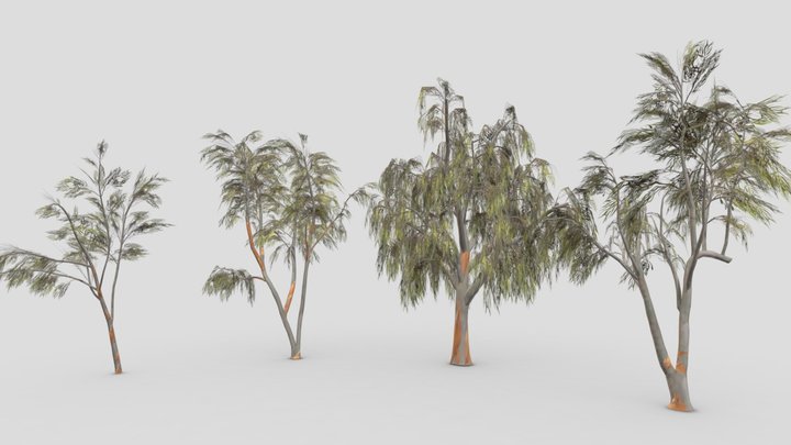 3d-eucalyptus 3D models - Sketchfab