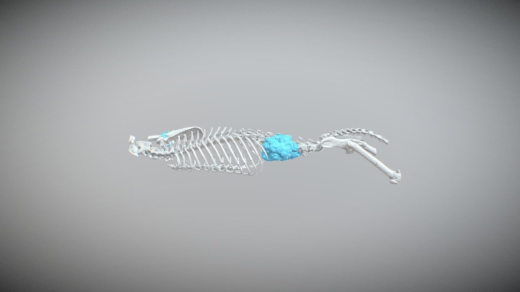Cat_Body - 3D model by HOLOCARE [76f7caf] - Sketchfab