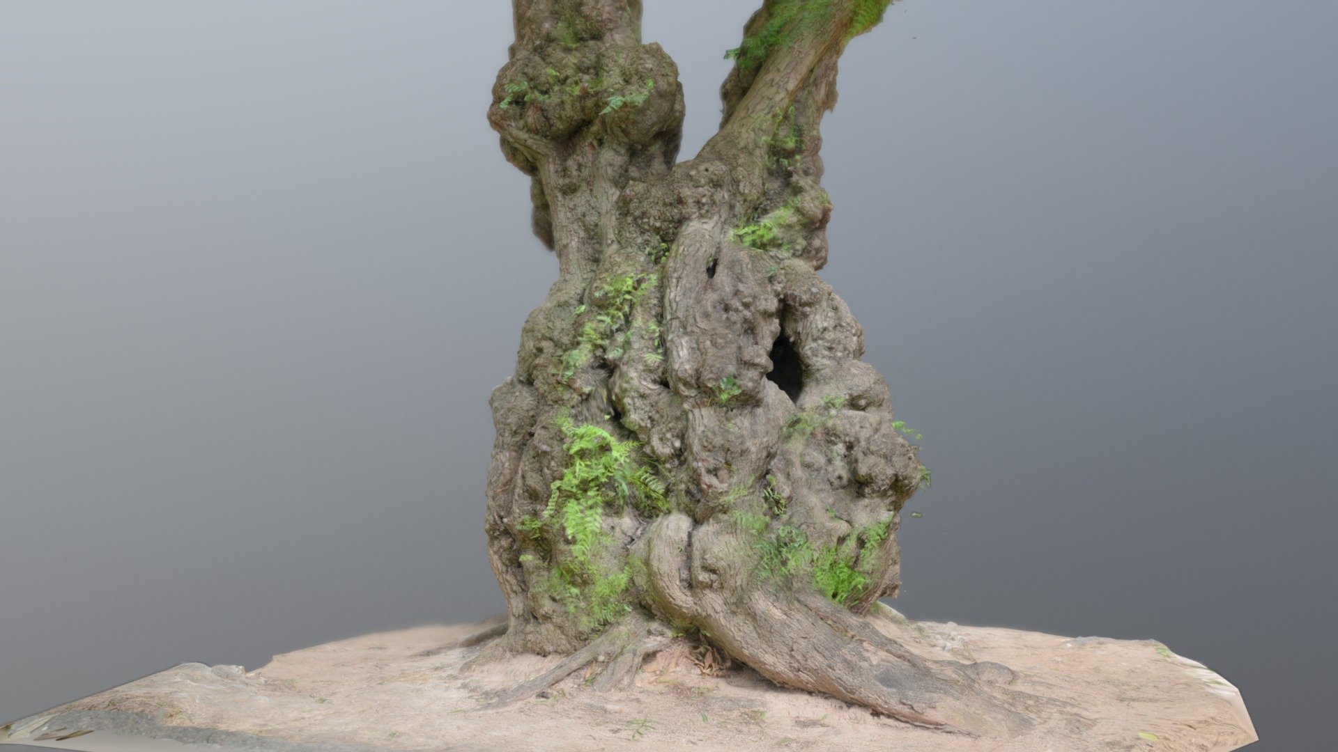 Ancient Tree (high res) - 3D model by Jonathan Young (@sketchdoc ...
