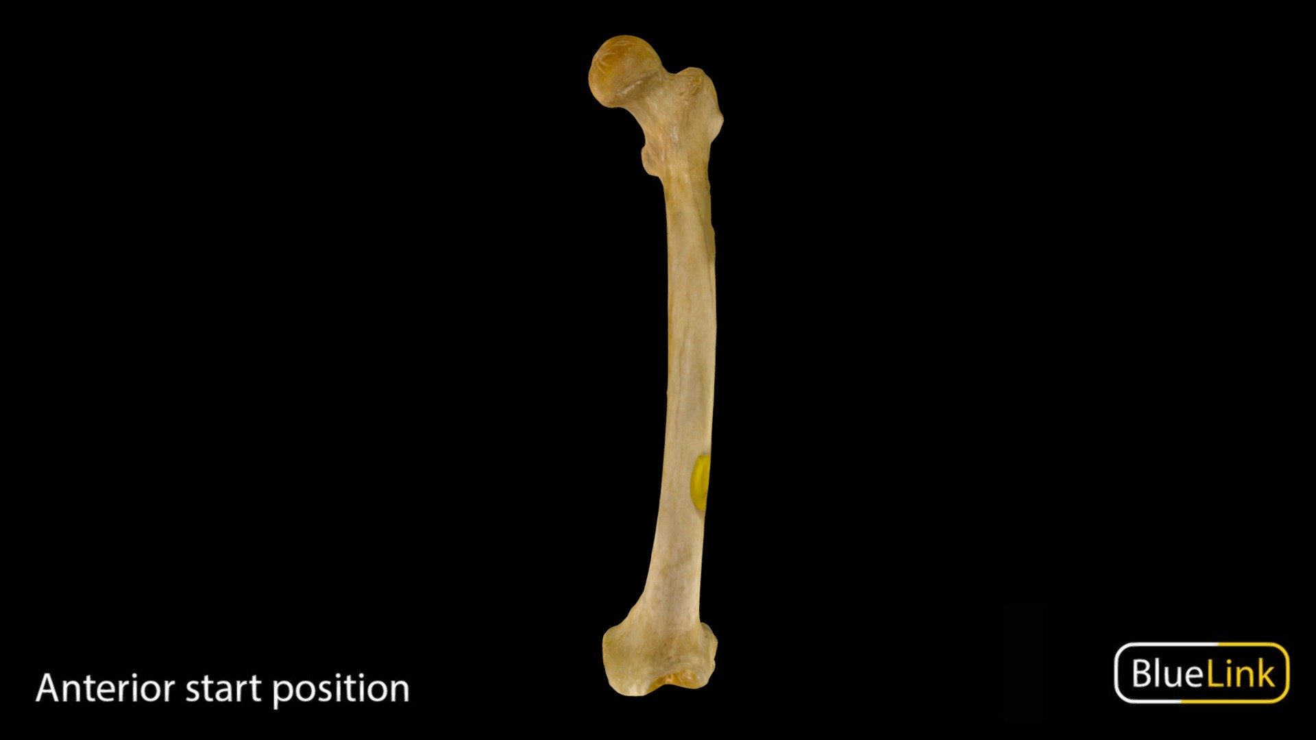 Femur - 3D model by Bluelink Anatomy (@bluelinkanatomy) [76fb656 ...
