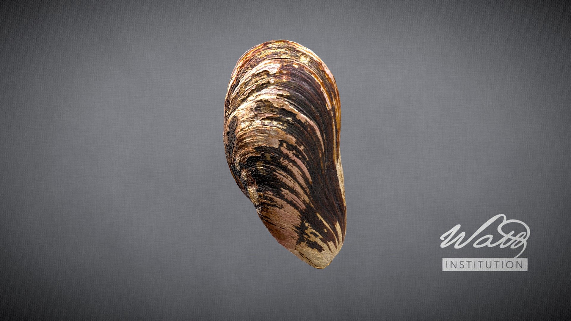 northern horsemussel (Modiolus modiolus) - Download Free 3D model by ...