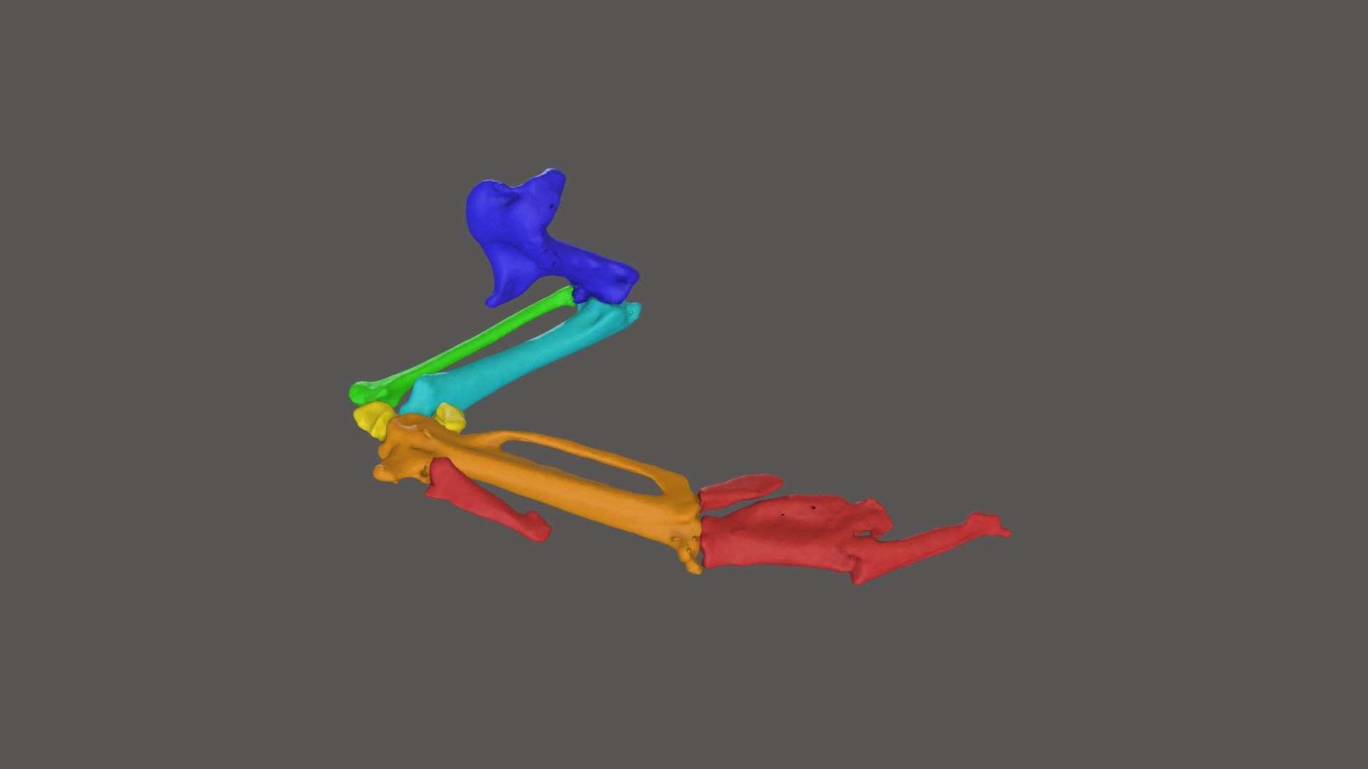 White-throated Swift Wing Skeleton - 3D model by Blackburn Lab ...