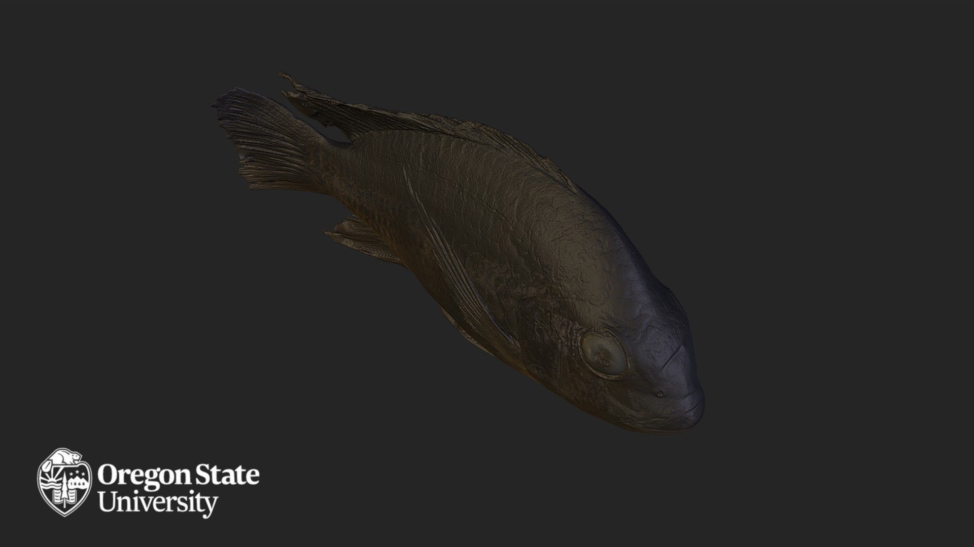 Coptodon Rendalli - 3D model by Oregon State University | Ecampus ...
