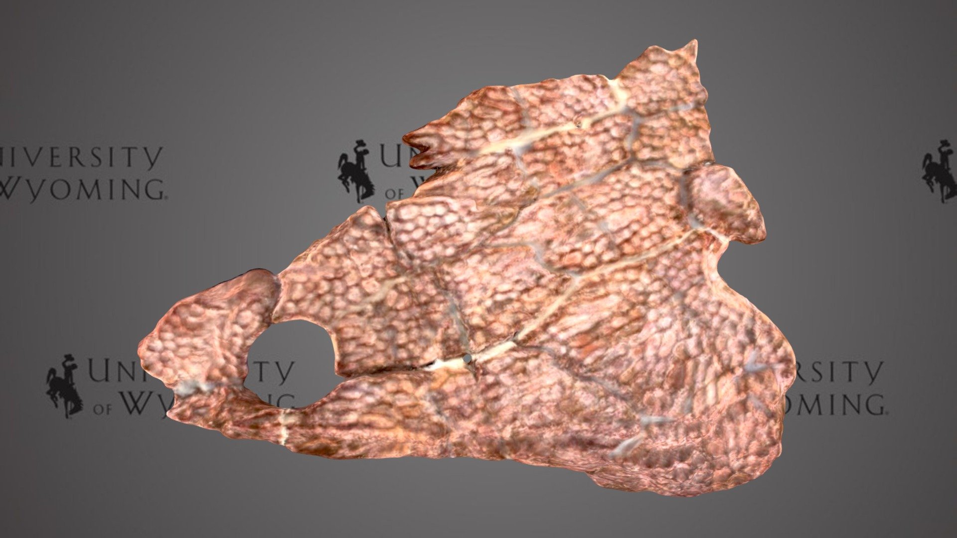 UW5601 - Metoposaurus sp., Skull, Cast - Download Free 3D model by ...