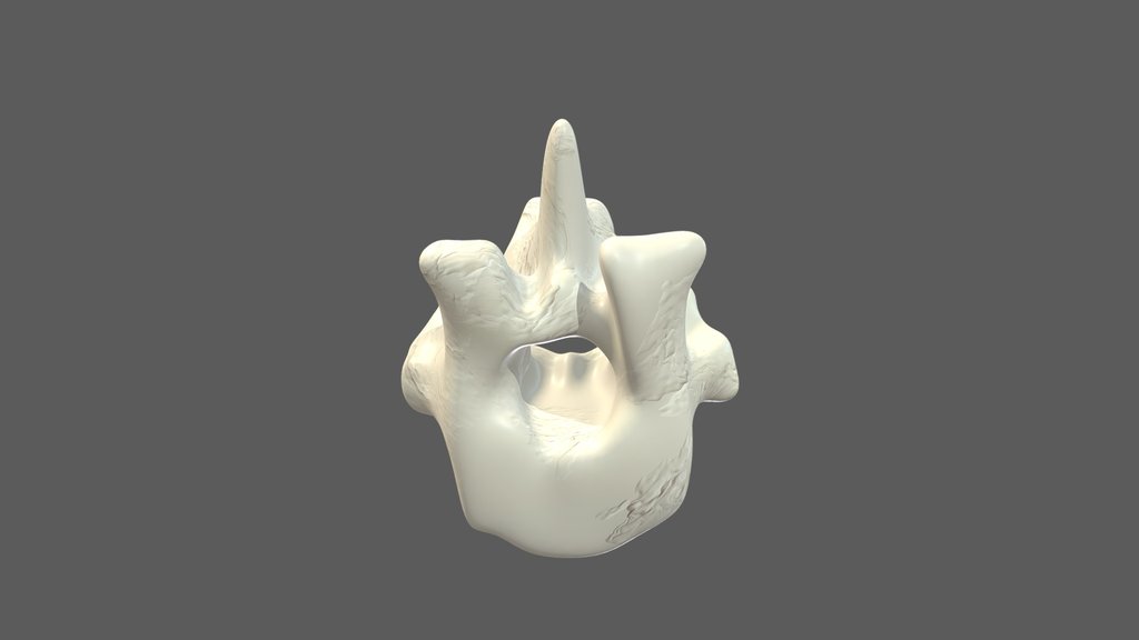 Canine Thoracic Vertebrae - A 3D model collection by VetVis3D - Sketchfab