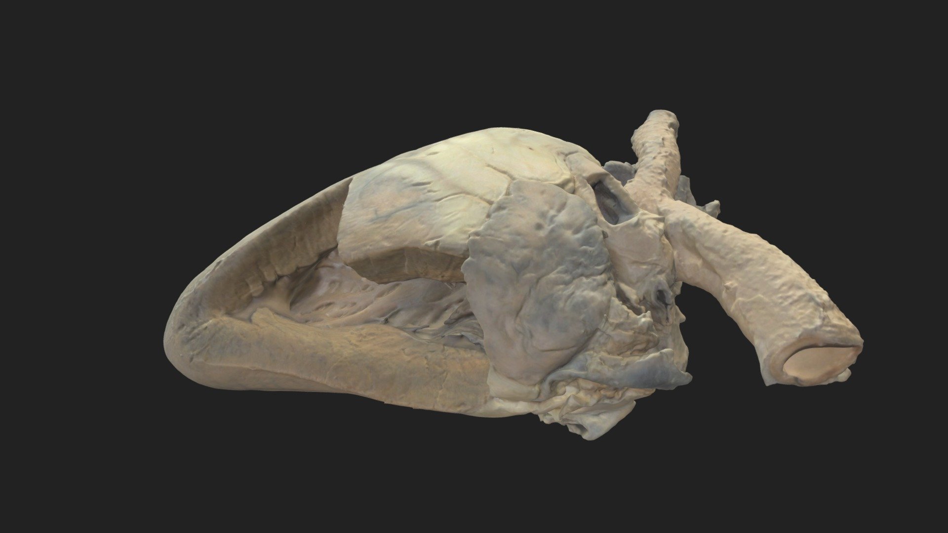 heart (cor) goat - 3D model by vetanatMunich [7720cae] - Sketchfab