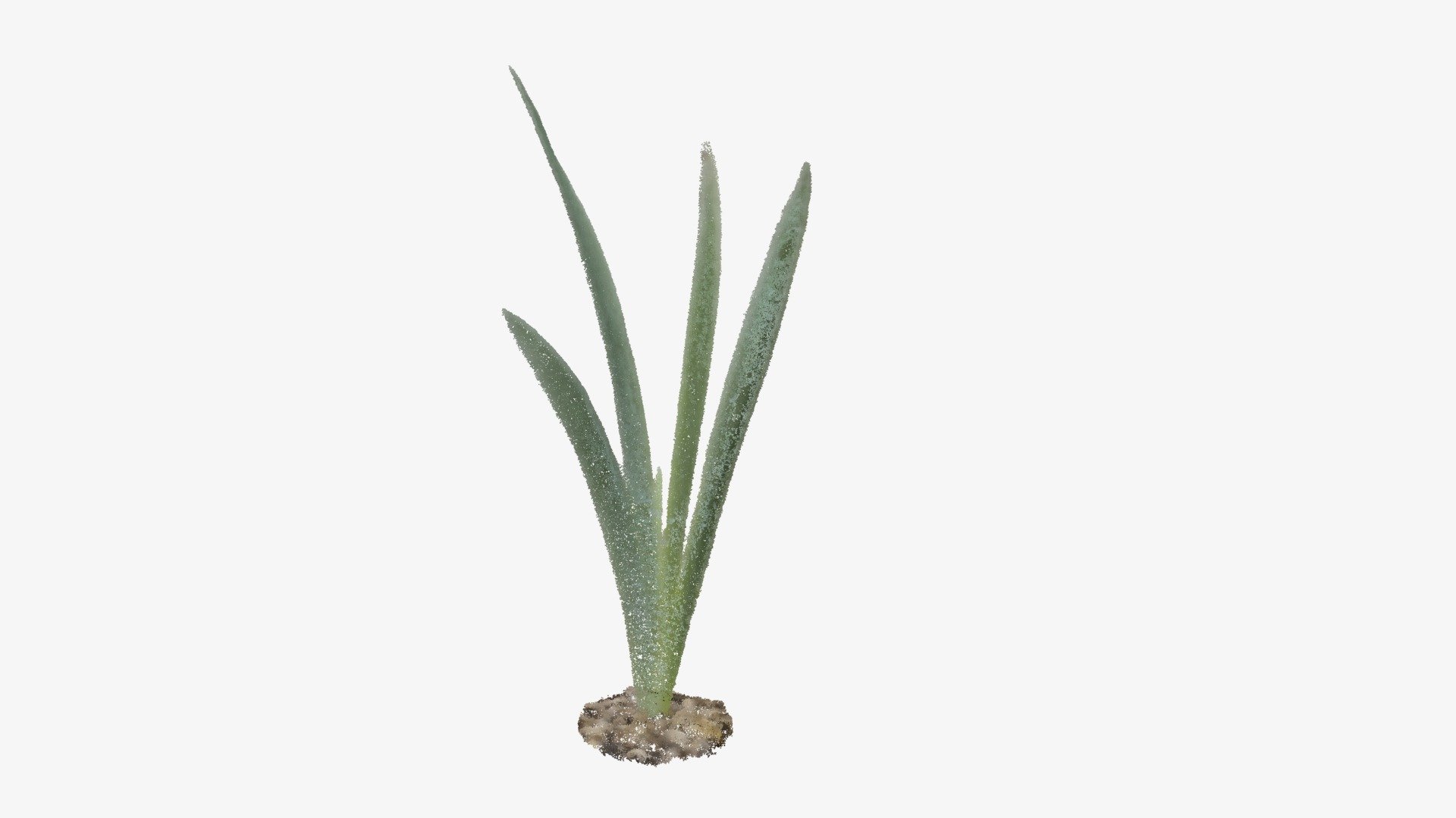 Iris germanica I - Download Free 3D model by Brendan Harmon (@baharmon ...