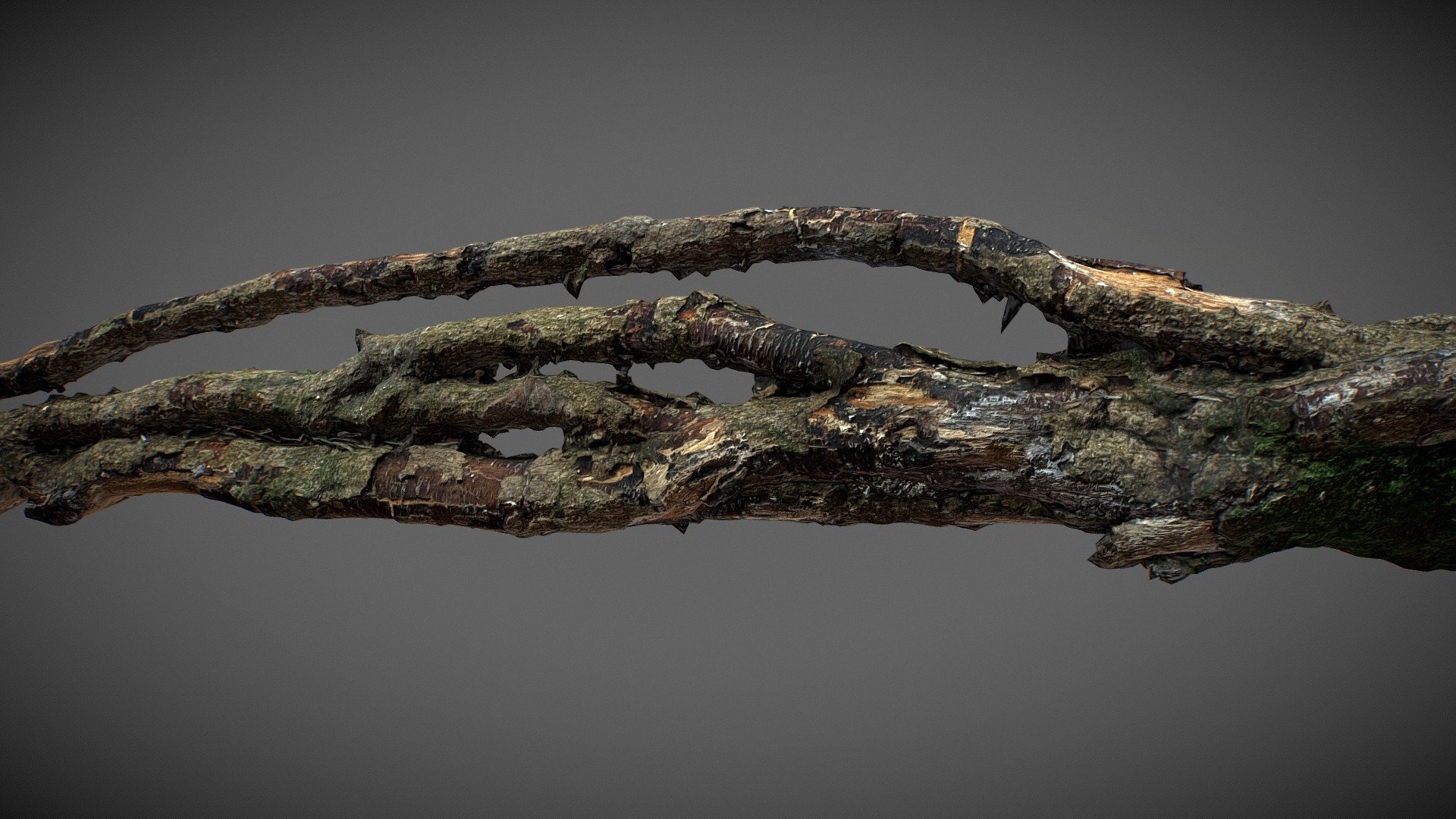 Tree Root 01 - Buy Royalty Free 3D model by optimuscan [7731d26 ...