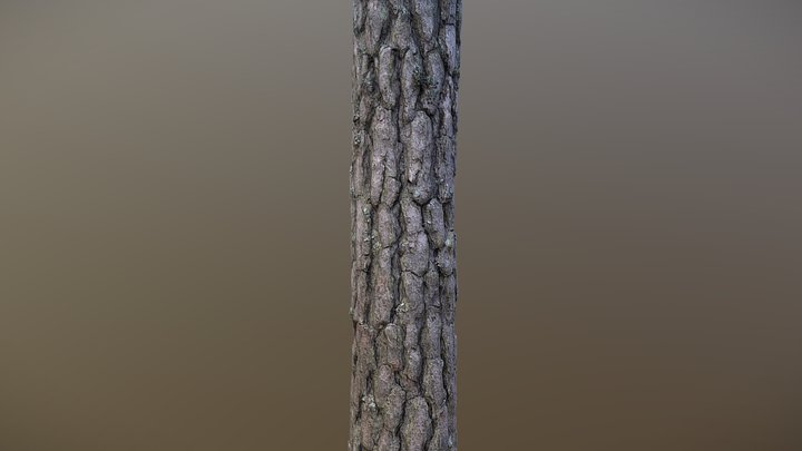 Pine-tree 3D models - Sketchfab