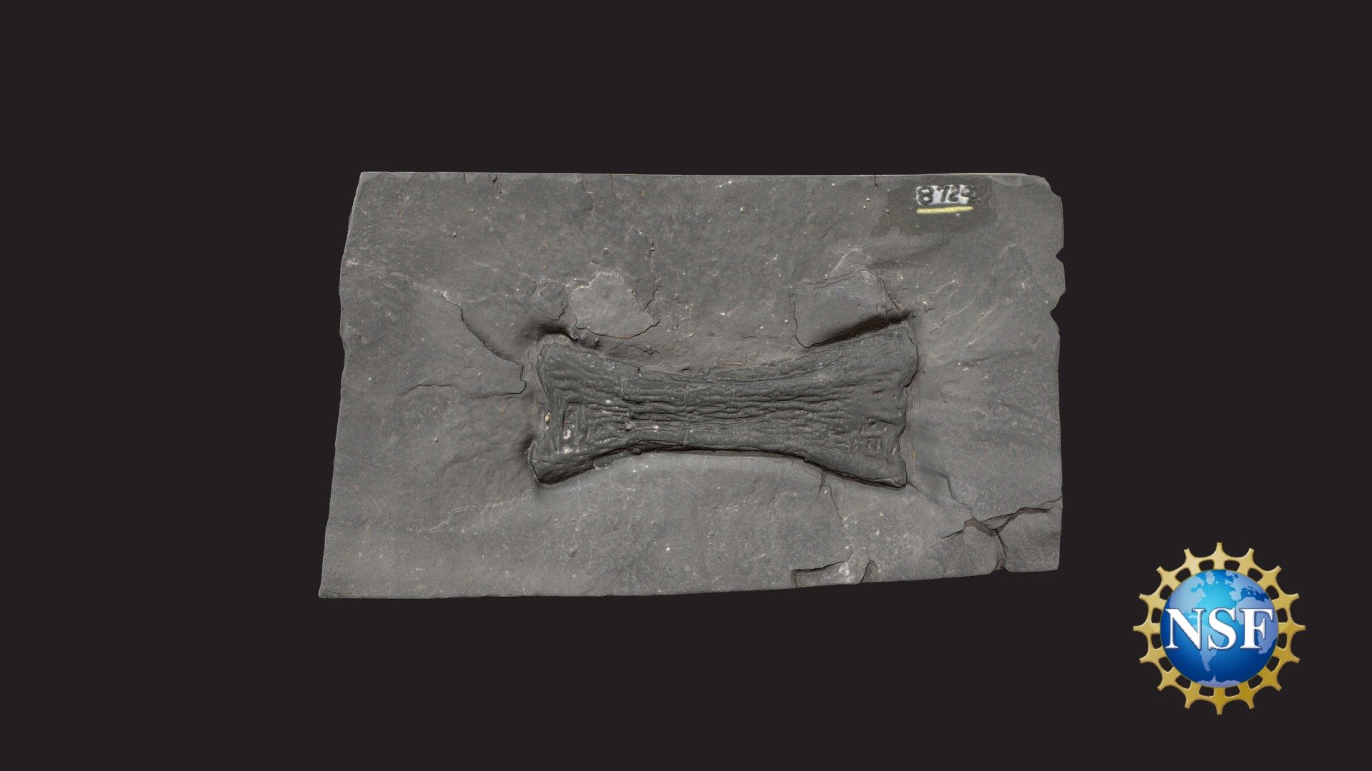 CMNH 8729, Dunkleosteus Appendicular Radial - 3D model by Cleveland ...