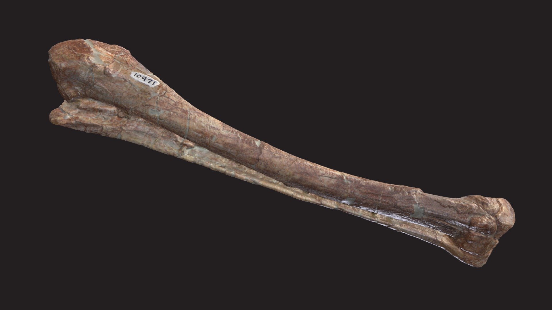 CMNH 51105, Coelophysis bauri, tibia & fibula - 3D model by Cleveland ...