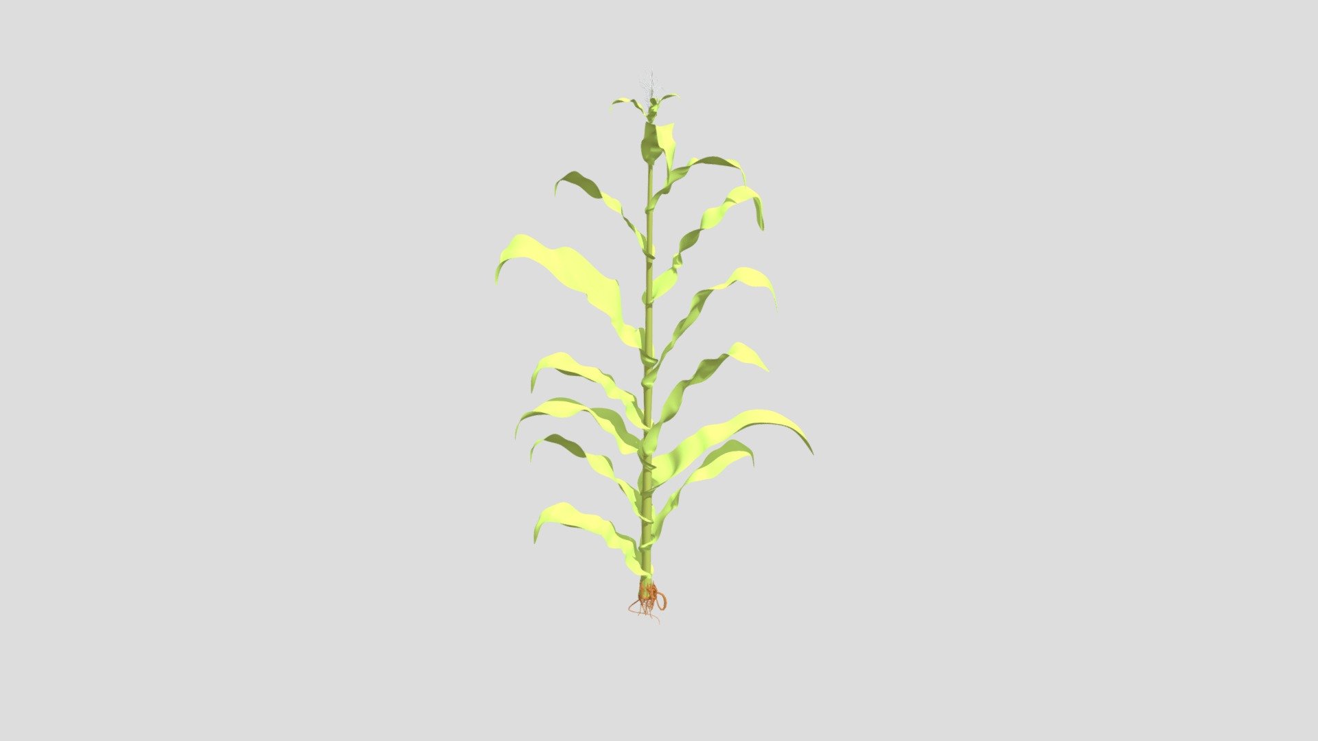 corn_plant - Download Free 3D model by boyceojinta [773c4a1] - Sketchfab