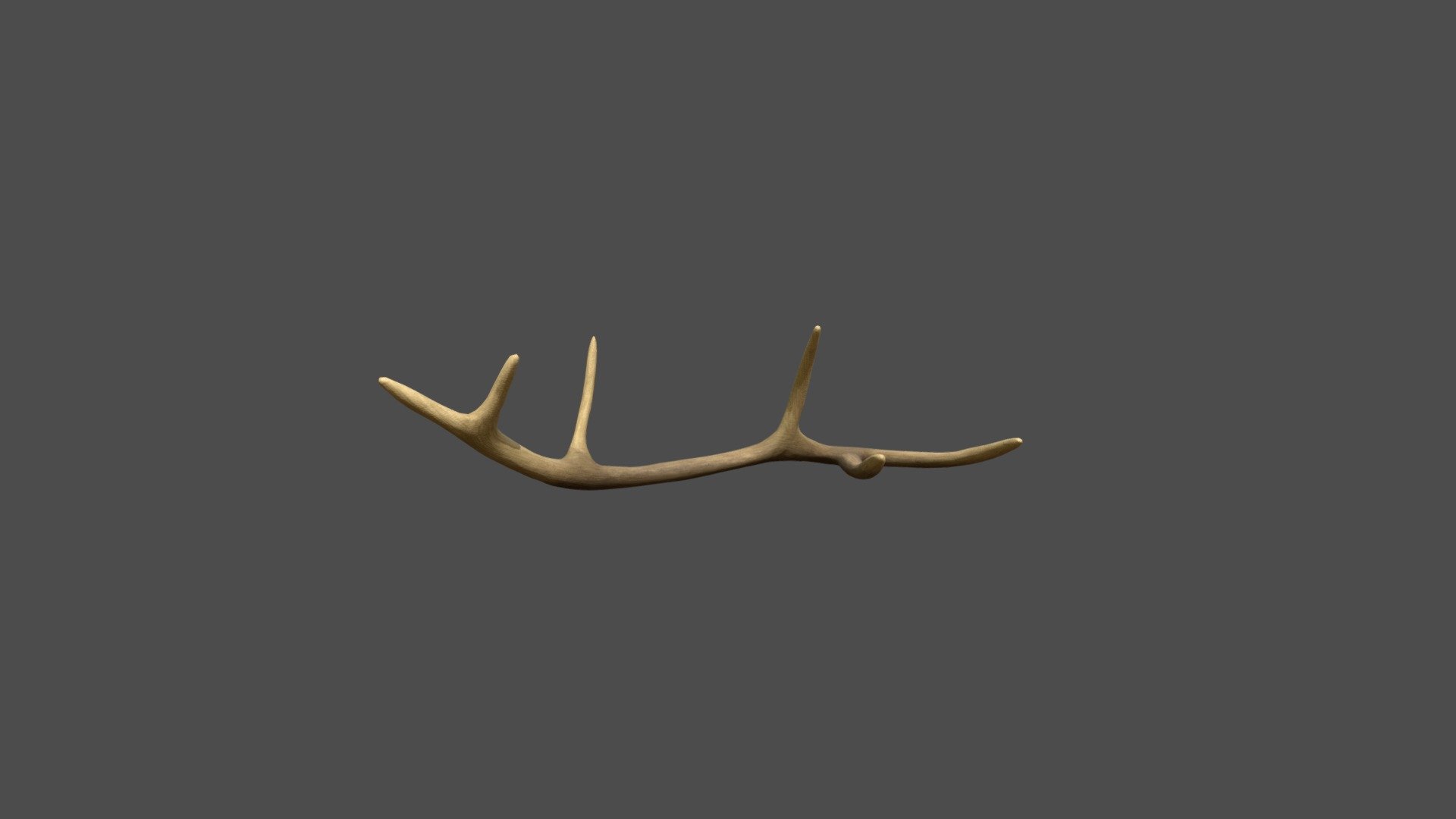 Deer Antler - 3D model by Lopaka [7743038] - Sketchfab