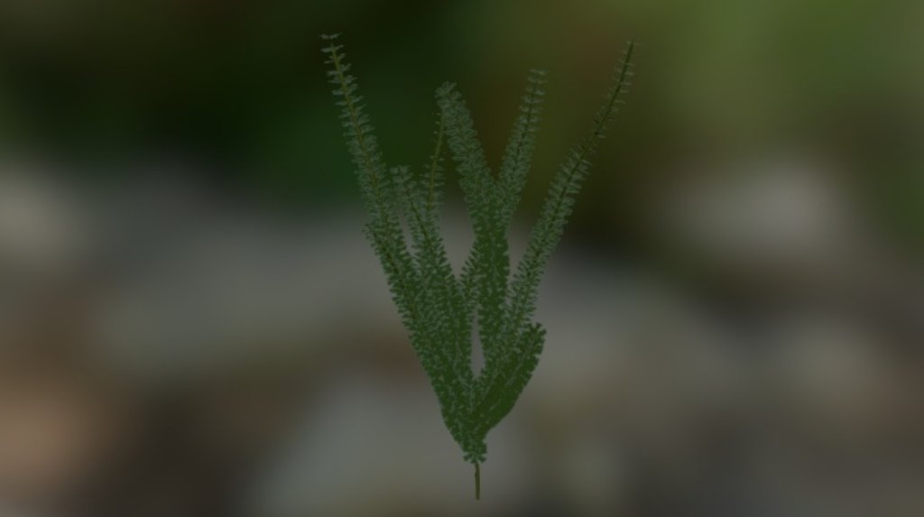 Sphenophyllum - 3D model by Ilia (@cossus) [77437fe] - Sketchfab