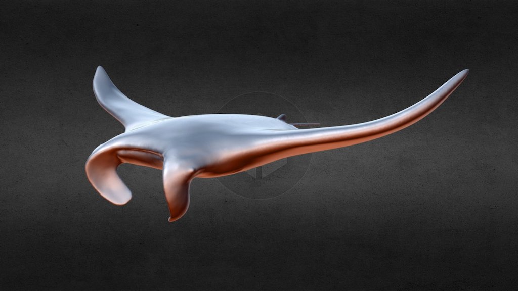 Manta Ray #1 - 3D model by makerof3d [7750781] - Sketchfab