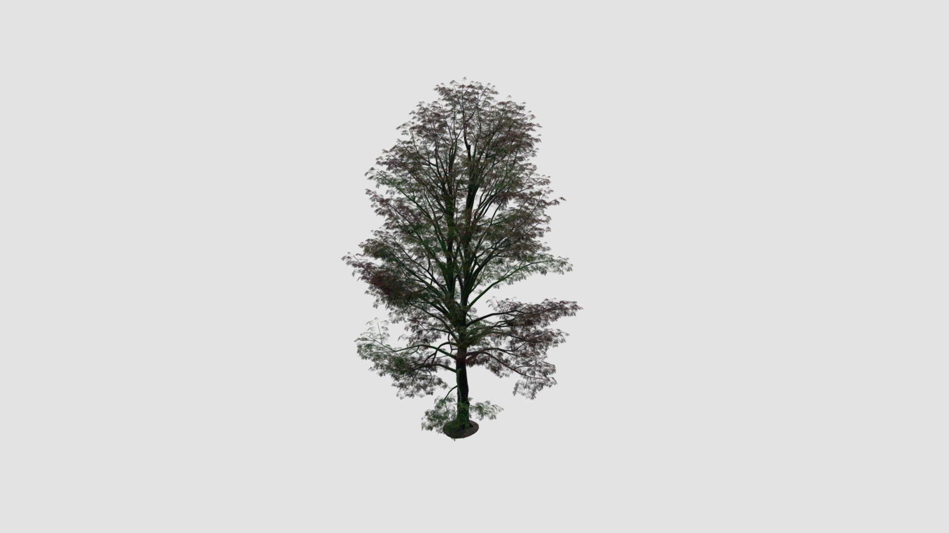 Tree - Buy Royalty Free 3D model by Evermotion [775b858] - Sketchfab Store