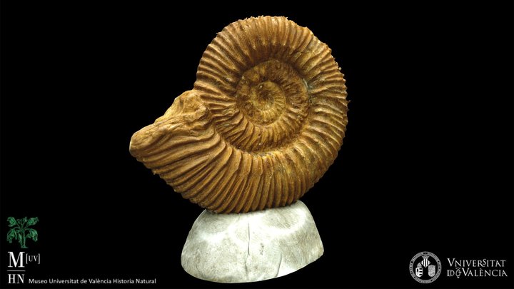 Ammonites 3D models - Sketchfab