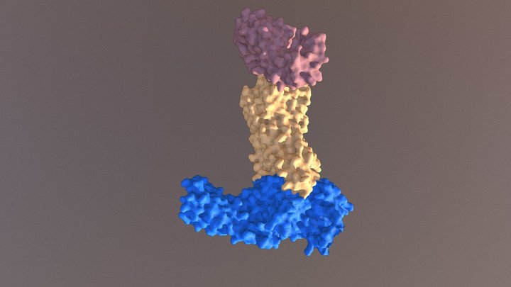 Proteins 3D models - Sketchfab