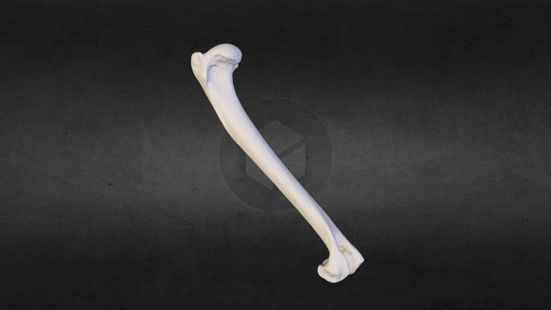 Humerus of an arctic fox - Download Free 3D model by Ptolemy ...