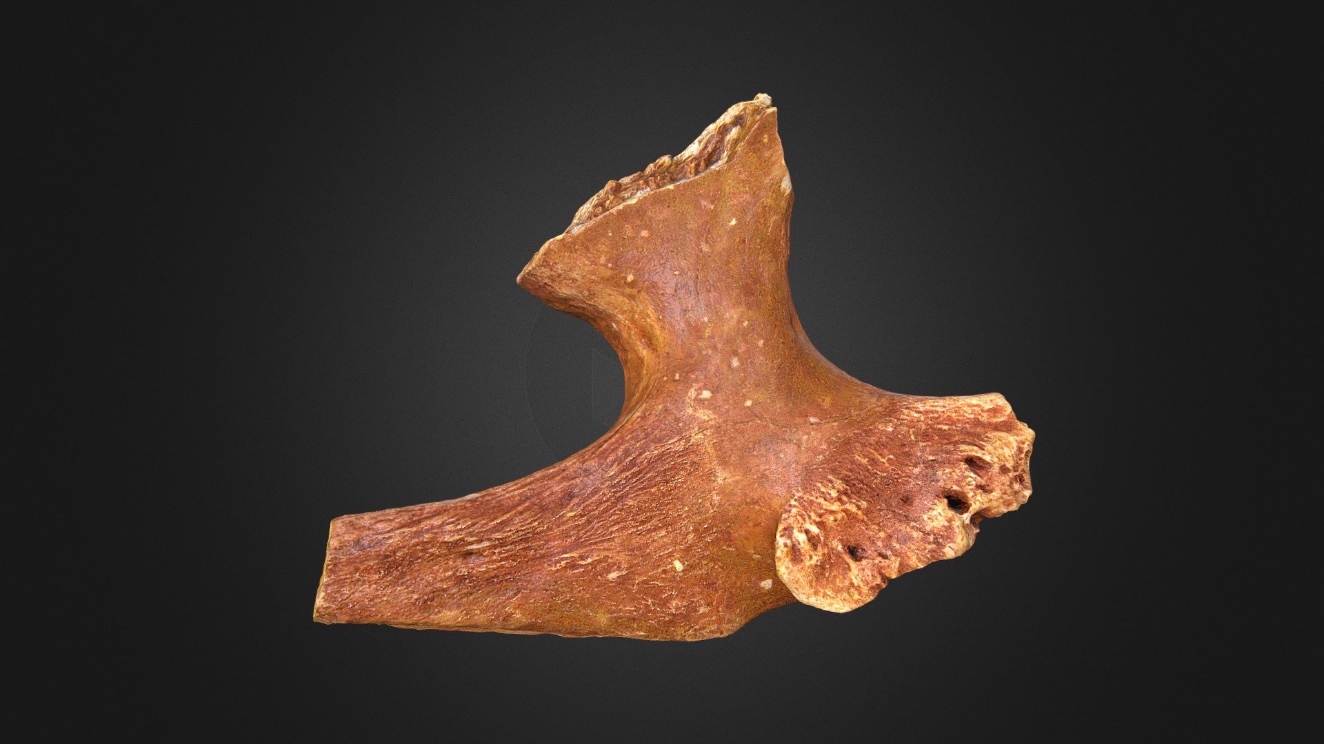 Spinosaur Palatine Skull Bone - 3D model by Olof Moleman ...