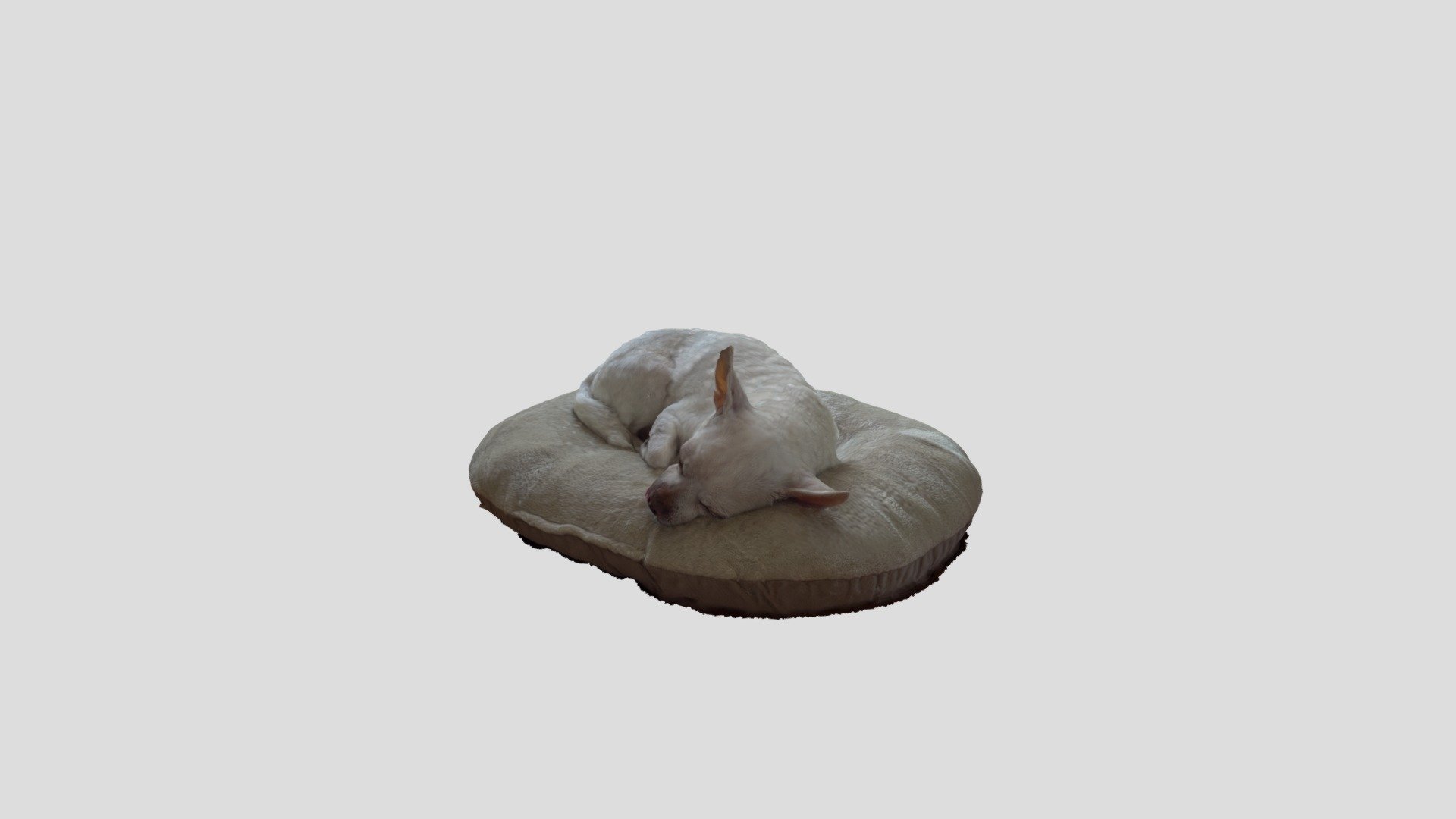 Kimchi Sleeping - 3D model by tonycthuang [776face] - Sketchfab