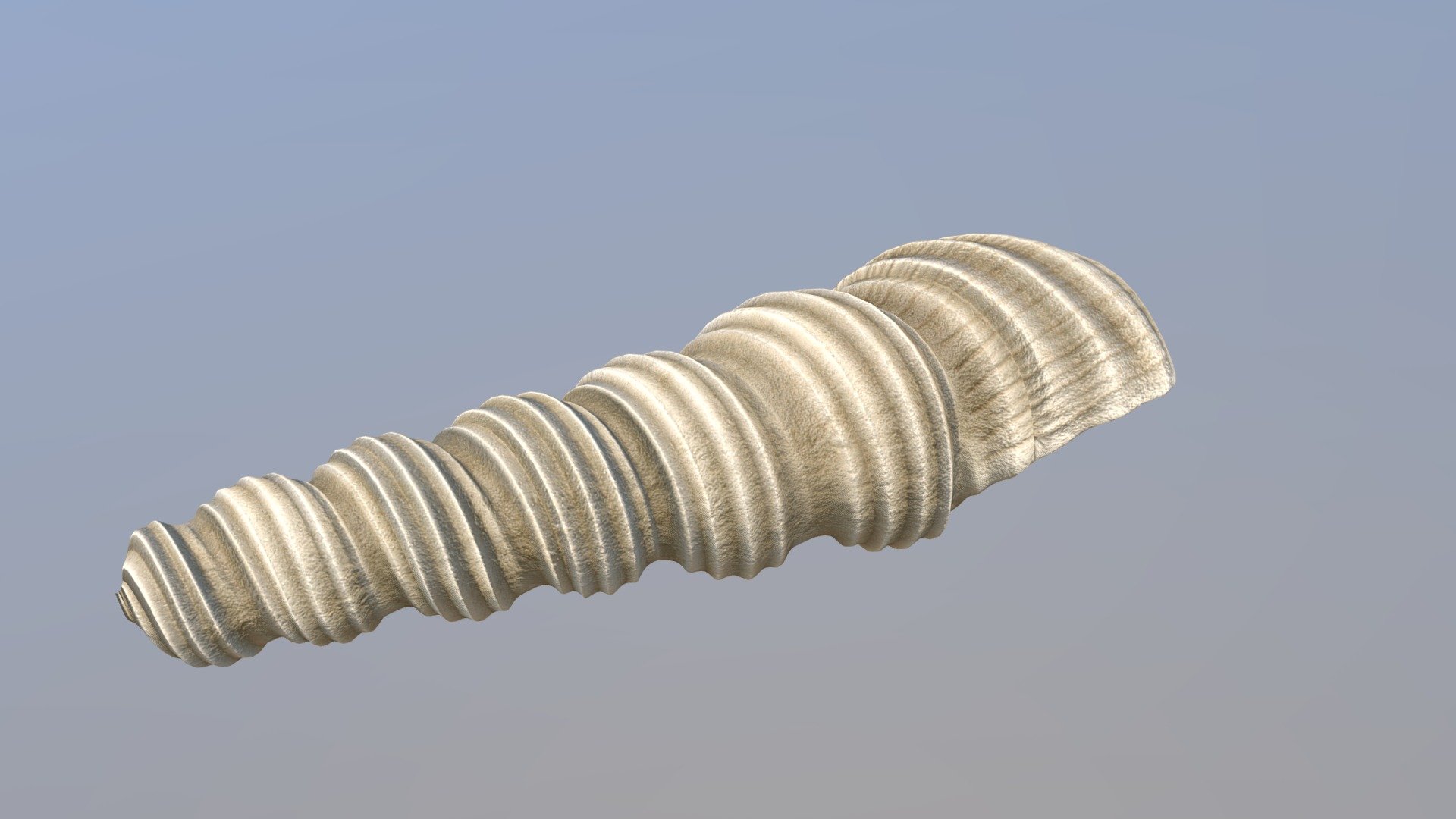 Question 2F Turritella - 3D model by Systematic Paleontology Missouri S ...
