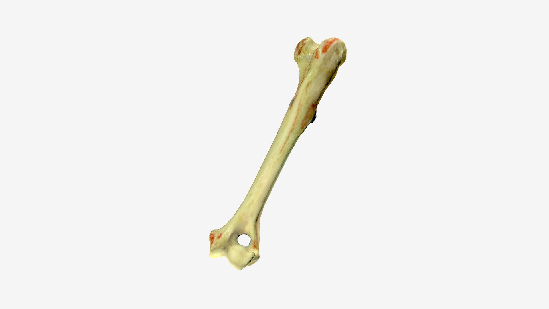 Canine Humerus - Annotated - 3D model by rvcanatomy [777c909] - Sketchfab